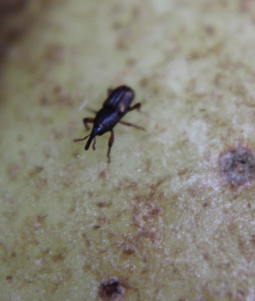 Maize Weevil | Project Noah