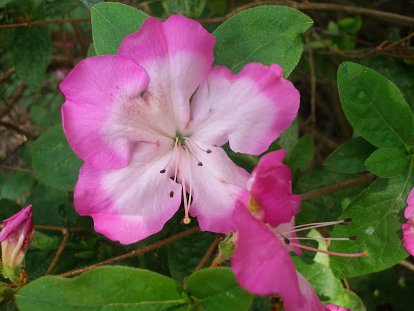 Azalea | Project Noah