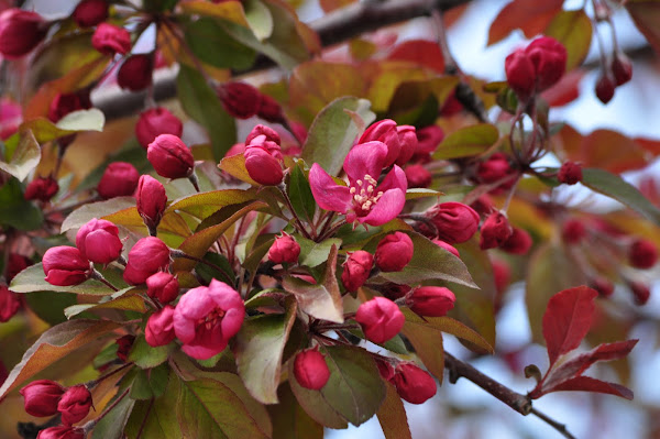 Dark pink flowering crab apple | Project Noah