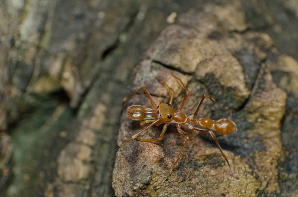 Red Ant-mimicking Spider (Male) | Project Noah