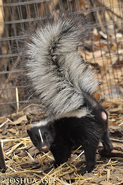 Striped Skunk (juvenile) | Project Noah