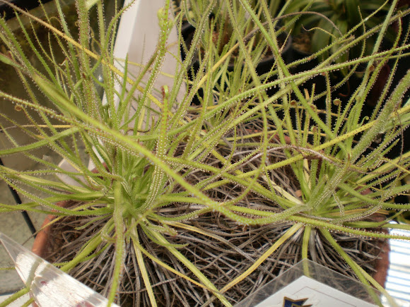 Dewy Pine | Project Noah