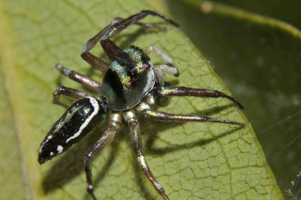 Metallic Green Jumping Spider | Project Noah