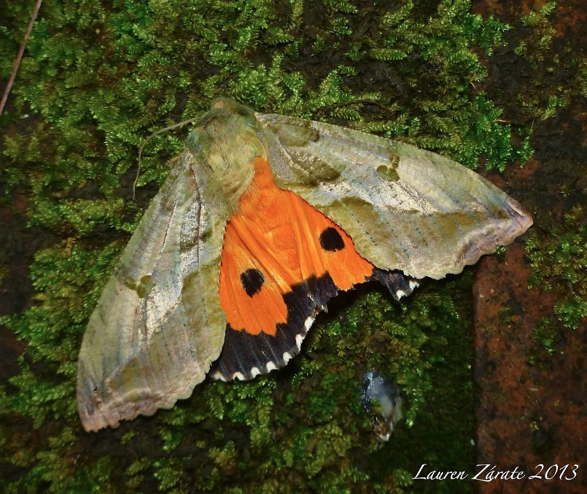 Fruit Piercing Moth | Project Noah