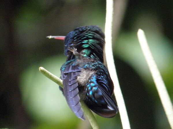 Blue-headed Hummingbird | Project Noah
