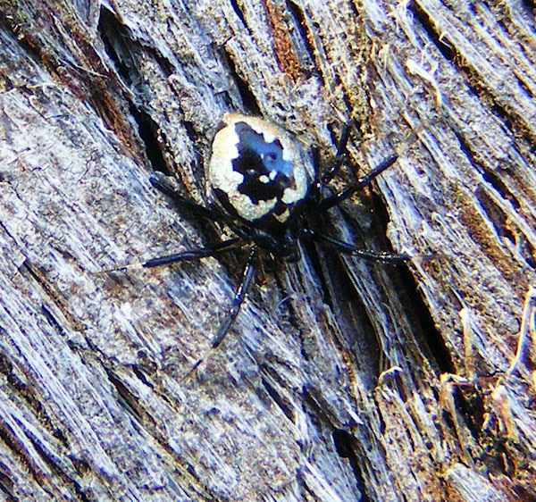 Ant Hunting Spider | Project Noah