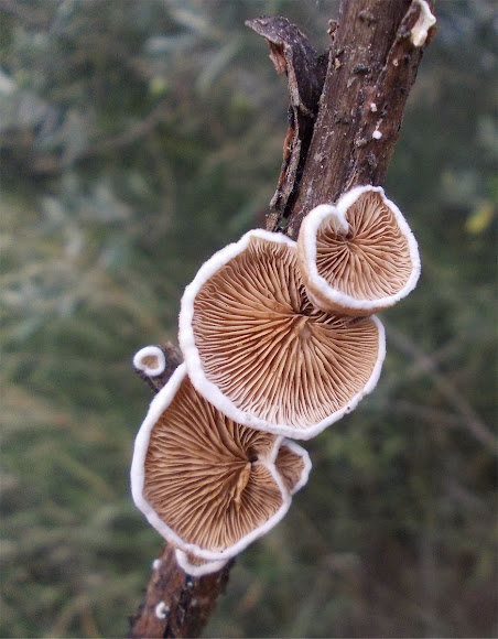 Variable Crepidotus | Project Noah