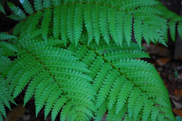 Evergreen Wood Fern | Project Noah