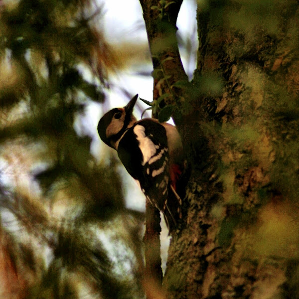 Bonte specht | Project Noah