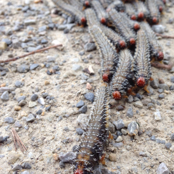 Spitfire sawfly larvae | Project Noah