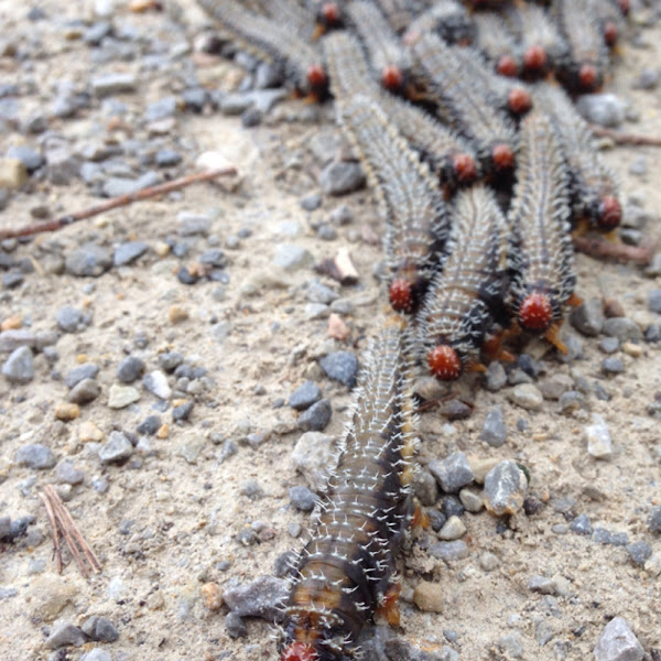 Spitfire sawfly larvae | Project Noah
