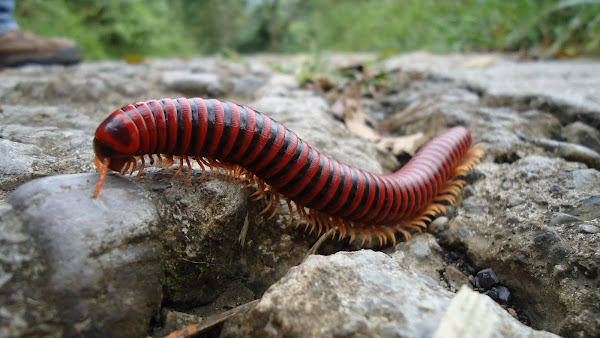 Millipede | Project Noah