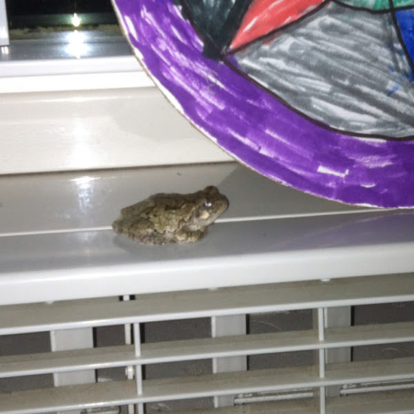Gray tree frog | Project Noah