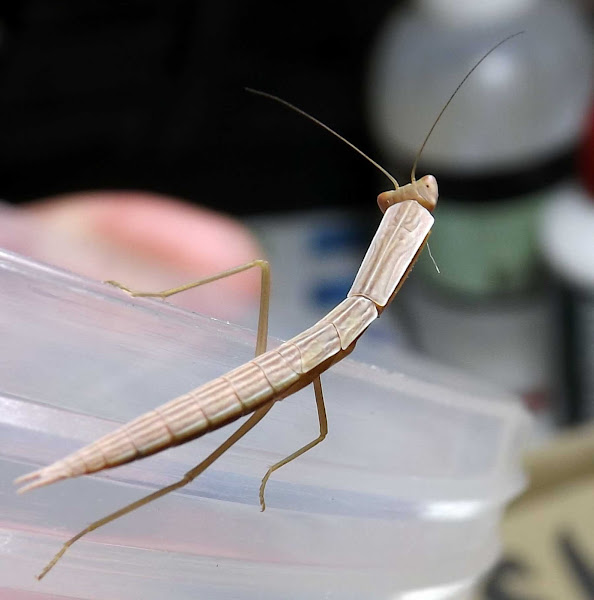 Garden Praying Mantis (Nymph) | Project Noah