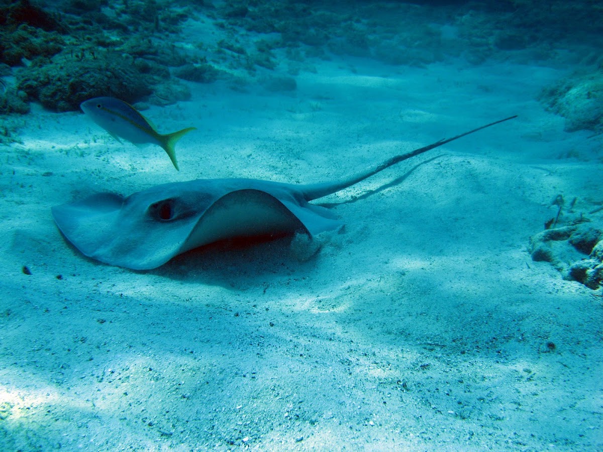 Caribbean Whiptail Stingray | Project Noah