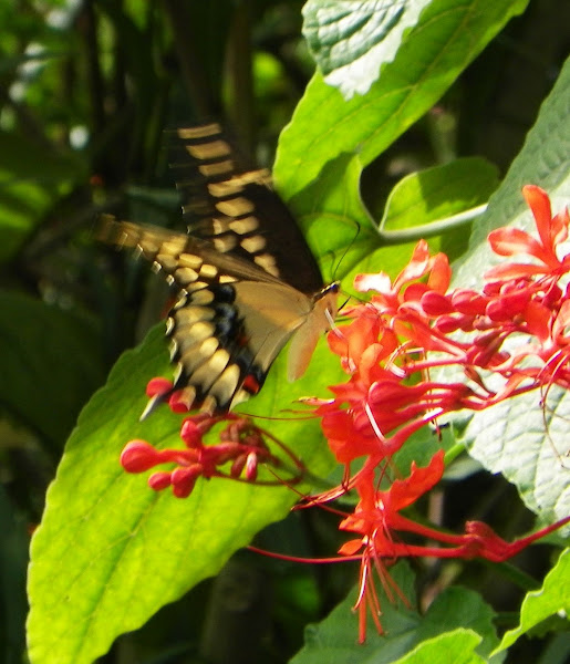 Giant Swallowtail | Project Noah