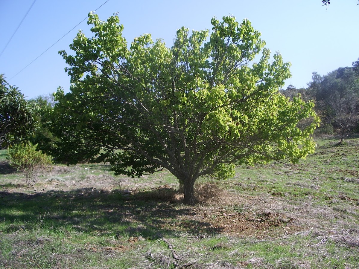 Carob tree(alfarrobeira) | Project Noah