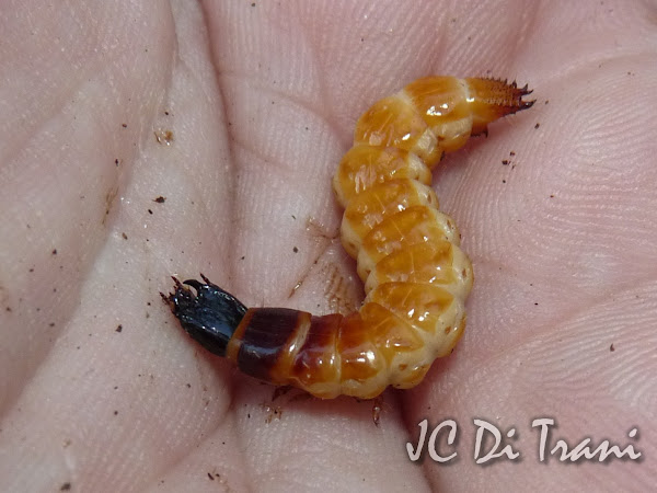 Ground Beetle larvae | Project Noah