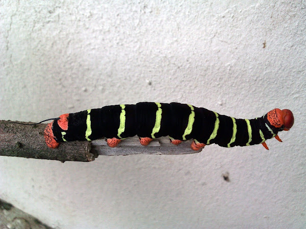 Frangipani Caterpillar - Gusano Calacuche o Caracucha | Project Noah