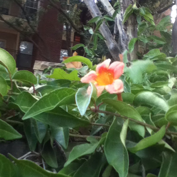 Spotting | Project Noah