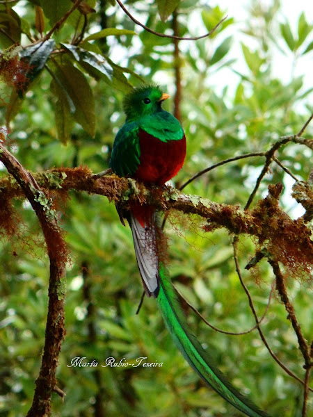 Resplendent quetzal male | Project Noah
