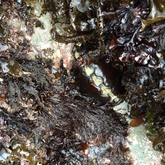 Black Katy Chiton | Project Noah