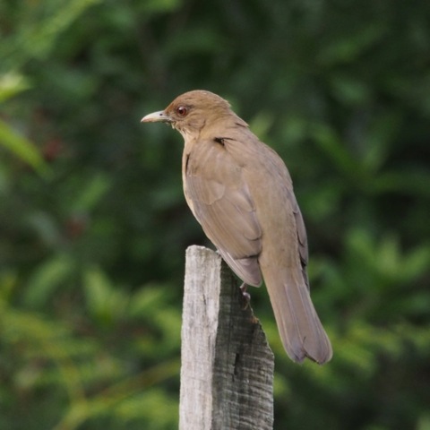 Clay-colored Thrush | Project Noah
