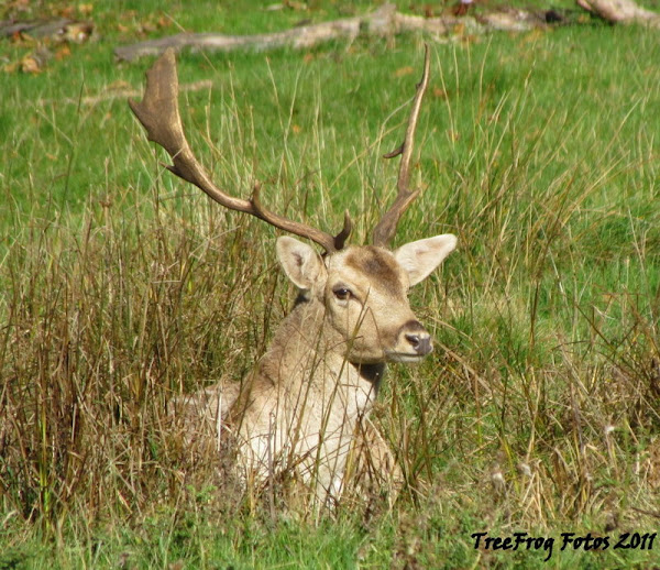 Fallow deer (male) | Project Noah