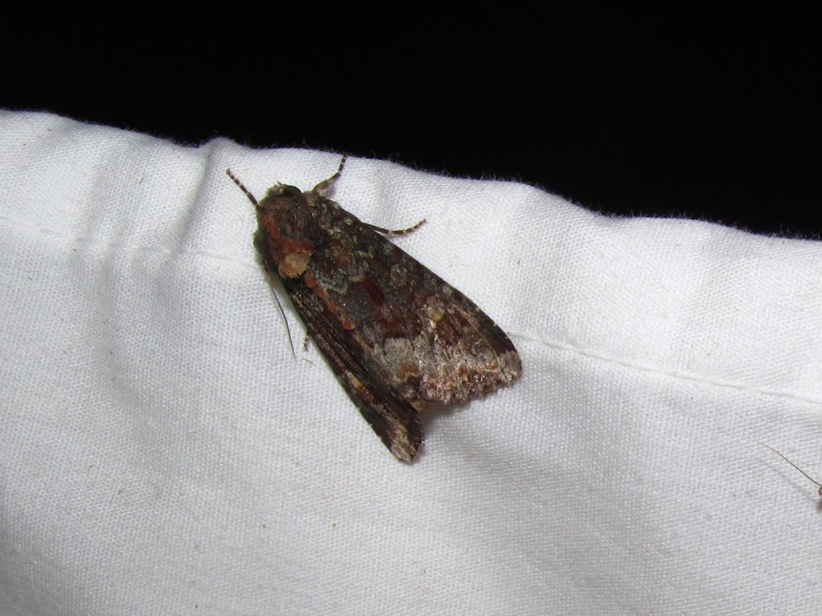 Yellow-headed Cutworm Moth | Project Noah