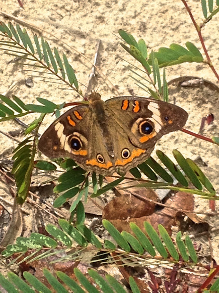 Common Buckeye | Project Noah