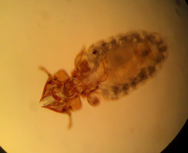 Feline Chewing Louse | Project Noah