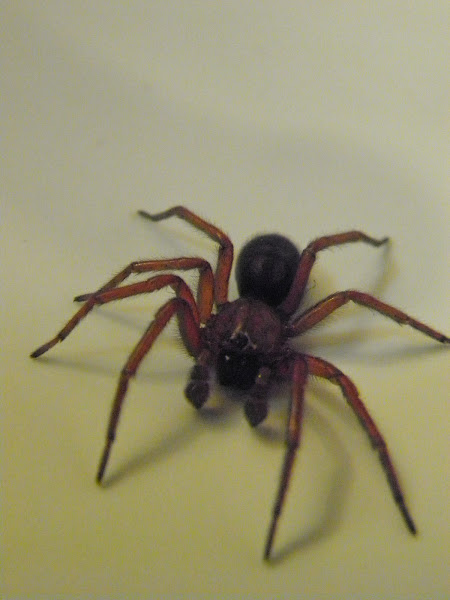 Male hacklemesh weaver | Project Noah