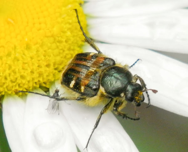 Hairy Flower Scarab | Project Noah