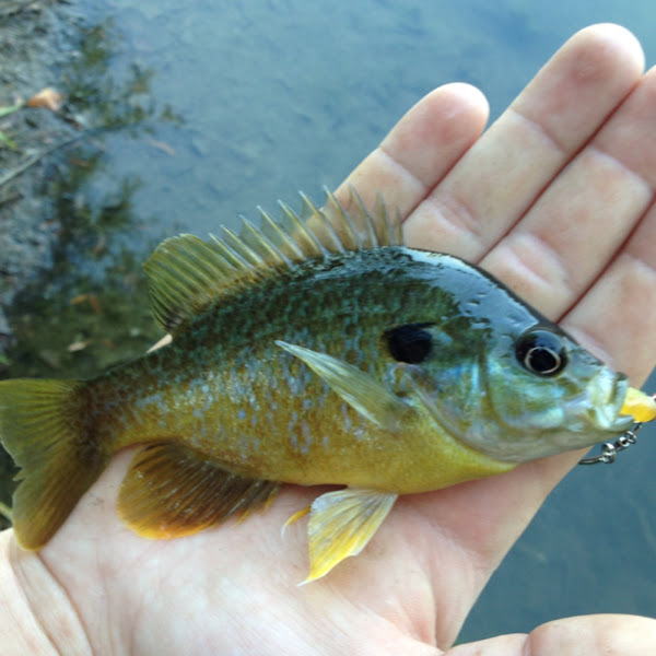Green sunfish | Project Noah