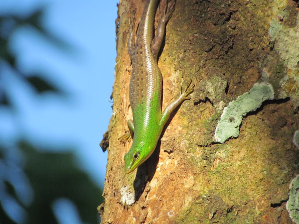 Emerald Green Tree Skink | Project Noah