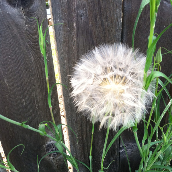 Common Dandelion | Project Noah