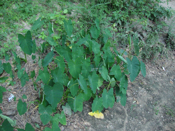 Elephant ears | Project Noah