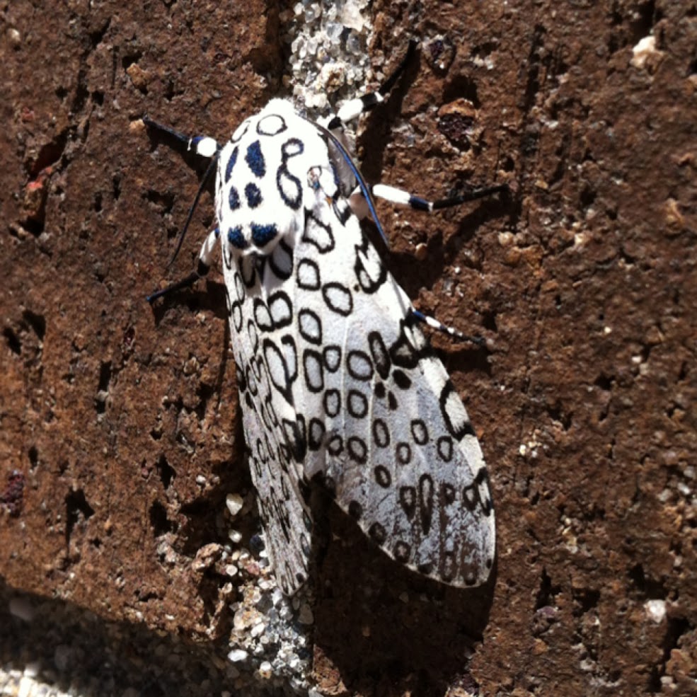 Giant Leopard Moth | Project Noah