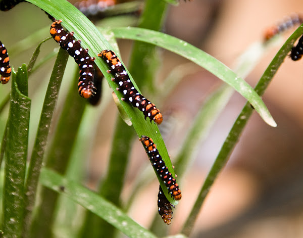 Lily Moth Caterpillar | Project Noah