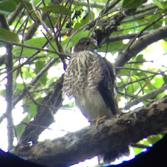 Puerto Rican Sharp-shinned Hawk | Project Noah