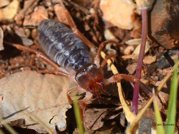 Wind scorpion | Project Noah