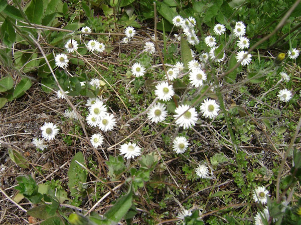 Everlasting daisy | Project Noah