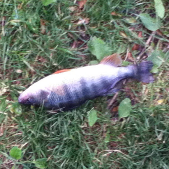 Yellow Perch | Project Noah