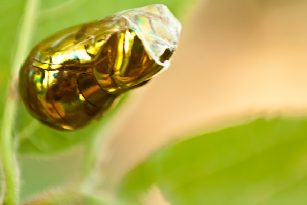 Common Crow pupa | Project Noah