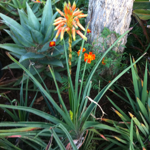 Gras Aalwyn | Project Noah