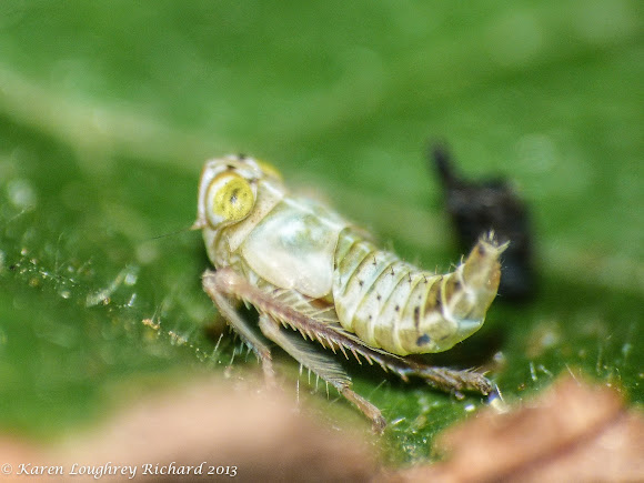Leafhopper (nymph) | Project Noah