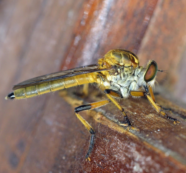 Common Yellow Robber Fly | Project Noah