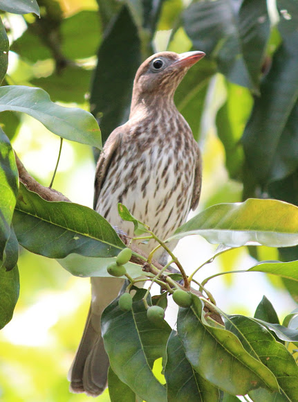 Australasian Figbird (female) | Project Noah
