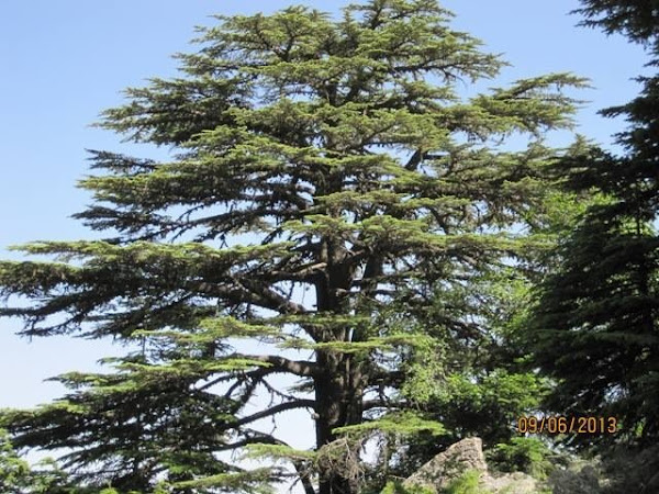 Lebanon Cedar | Project Noah