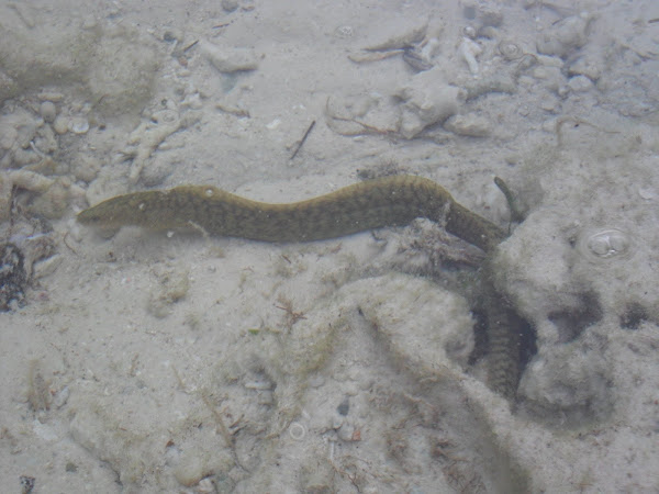 Highfin Moray Eel | Project Noah